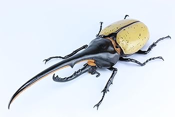 【中古】自由研究シリーズ No.26 いきもの編 ヘラクレスオオカブト プラモデル【メーカー名】【メーカー型番】【ブランド名】フジミ模型(FUJIMI) 人・動物, おもちゃ_2column, おもちゃ ストア 【商品説明】自由研究シリーズ...
