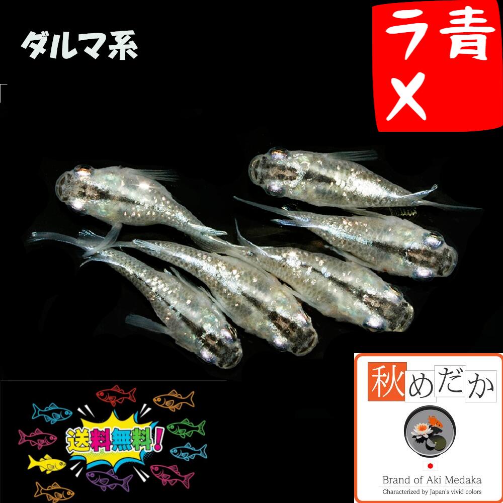 青ラメ ダルマ系 4匹 2ペア。 ML〜Lサイズ。 青体色の幹之にラメが入いるメダカです。 小さい時は、あまりラメが目立たないのですが、成長するとともにラメが背中全体に入ってきます。 横見からも美しいダルマ系のメダカです。 黒色の容器で飼育...