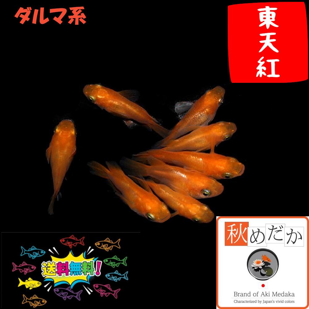 東天紅光体系めだかの ダルマ系 6匹3ペア。 ML〜Lサイズ。 だいぶ色は上がってきましたが、これからも色は上がってきます。 東天紅(とうてんこう)は楊貴妃よりも光が強い品種になります。 稚魚や小さい時は緋メダカよりも薄い体色をしていますが...