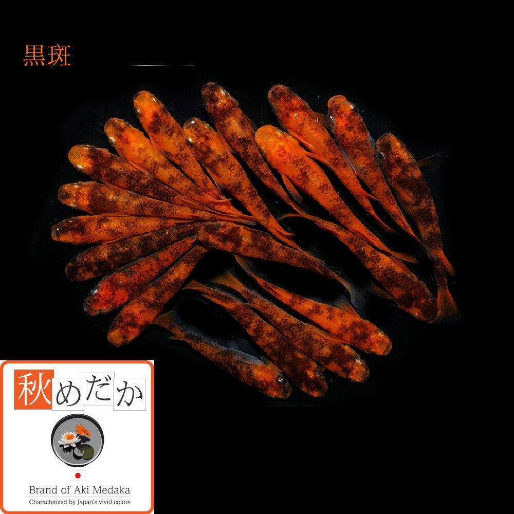 オレンジと黒の2色の黒斑(クロブチ)メダカ6匹 3ペア。 ML〜Lサイズ。 オレンジと黒の2色で何とも言えない柄で美しいメダカです。 ▼返品、交換、保証について 商品の返品及び交換は、承っておりません。 ただし、商品の発送にて死着した場合、...