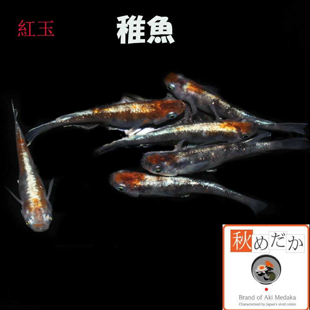 写真は、親レベルのメダカです。 稚魚(1～2cm)紅玉 10匹無選別、生後2～3ヶ月位で育て易い大きさです。 ▼返品、交換、保証について 商品の返品及び交換は、承っておりません。 ただし、商品の発送にて死着した場合、商品到着後2時間以内に袋...