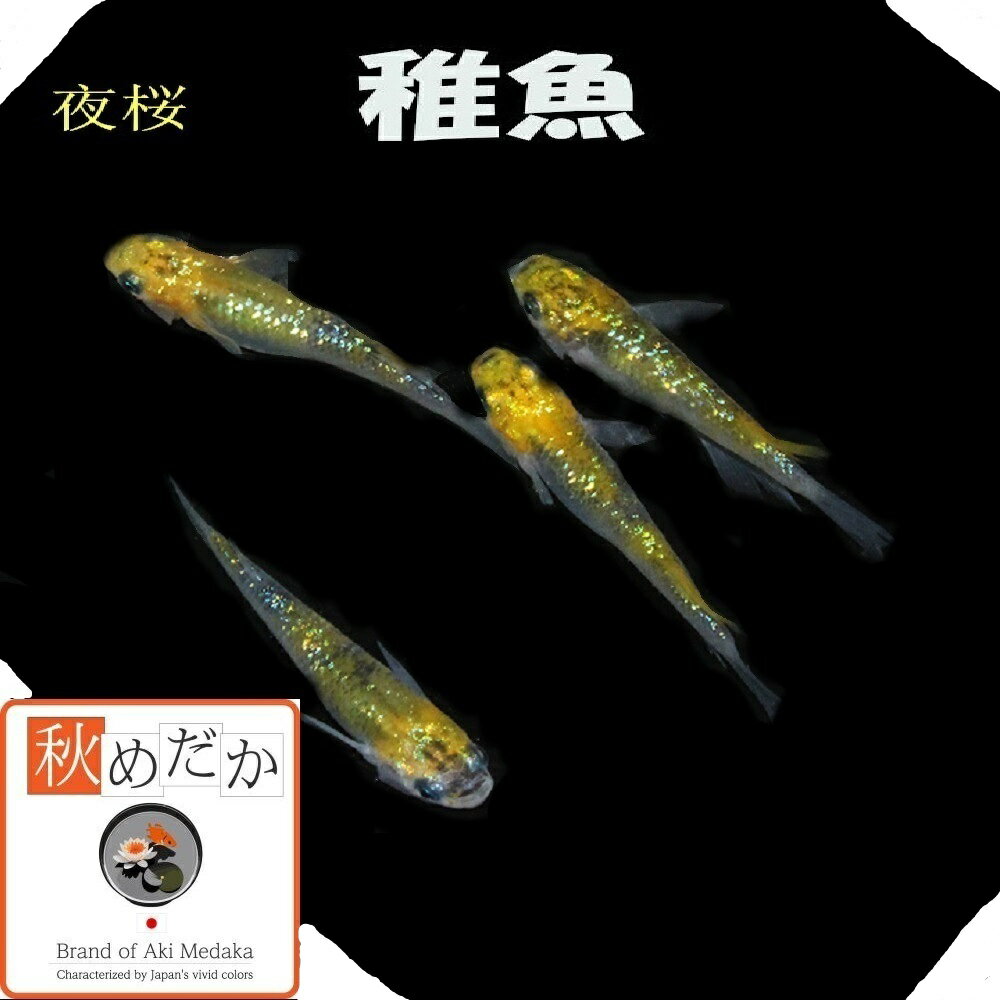 写真は、親レベルのメダカです。 稚魚(1～2cm)夜桜10匹無選別 生後2～3ヶ月位で育て易い大きさです。 ▼返品、交換、保証について 商品の返品及び交換は、承っておりません。 ただし、商品の発送にて死着した場合、商品到着後2時間以内に袋を...