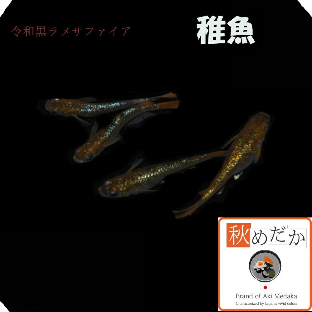 写真は、親レベルのメダカです。 稚魚(1～2cm) 令和 黒ラメ サファイア系 10匹 無選別 生後2～3ヶ月位で育て易い大きさです。 ▼返品、交換、保証について 商品の返品及び交換は、承っておりません。 ただし、商品の発送にて死着した場合...