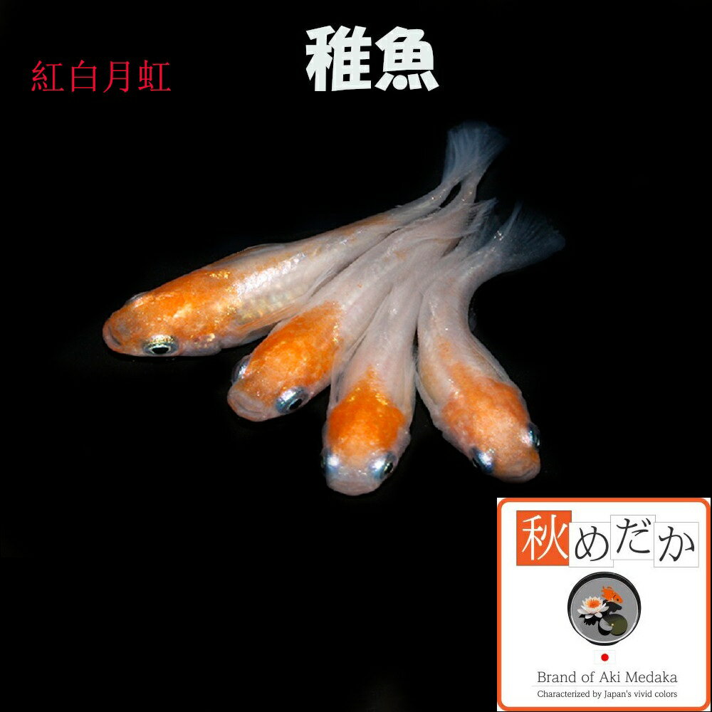写真は、親レベルのメダカです。 稚魚(1～2cm)紅白月虹10匹無選別 生後2～3ヶ月位で育て易い大きさです。 ▼返品、交換、保証について 商品の返品及び交換は、承っておりません。 ただし、商品の発送にて死着した場合、商品到着後2時間以内に...