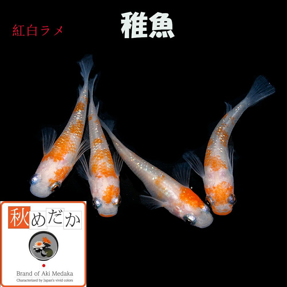 写真は、親レベルのメダカです。 稚魚(1～2cm)紅白ラメ10匹無選別 生後2～3ヶ月位で育て易い大きさです。 ▼返品、交換、保証について 商品の返品及び交換は、承っておりません。 ただし、商品の発送にて死着した場合、商品到着後2時間以内に...