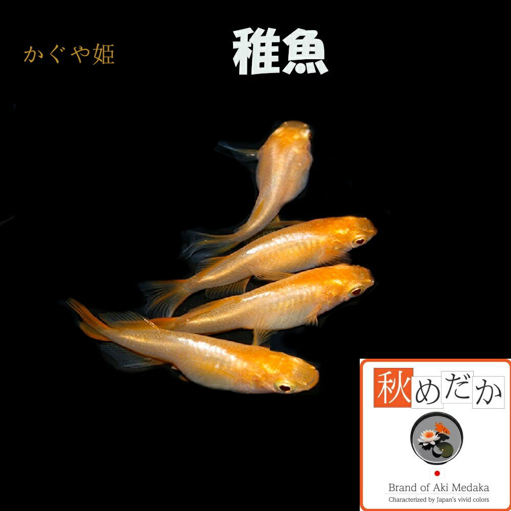 写真は、親レベルのメダカです。 稚魚(1～2cm)かぐや姫（ブドウ目アルビノ）10匹無選別 生後2～3ヶ月位で育て易い大きさです。 ▼返品、交換、保証について 商品の返品及び交換は、承っておりません。 ただし、商品の発送にて死着した場合、商...