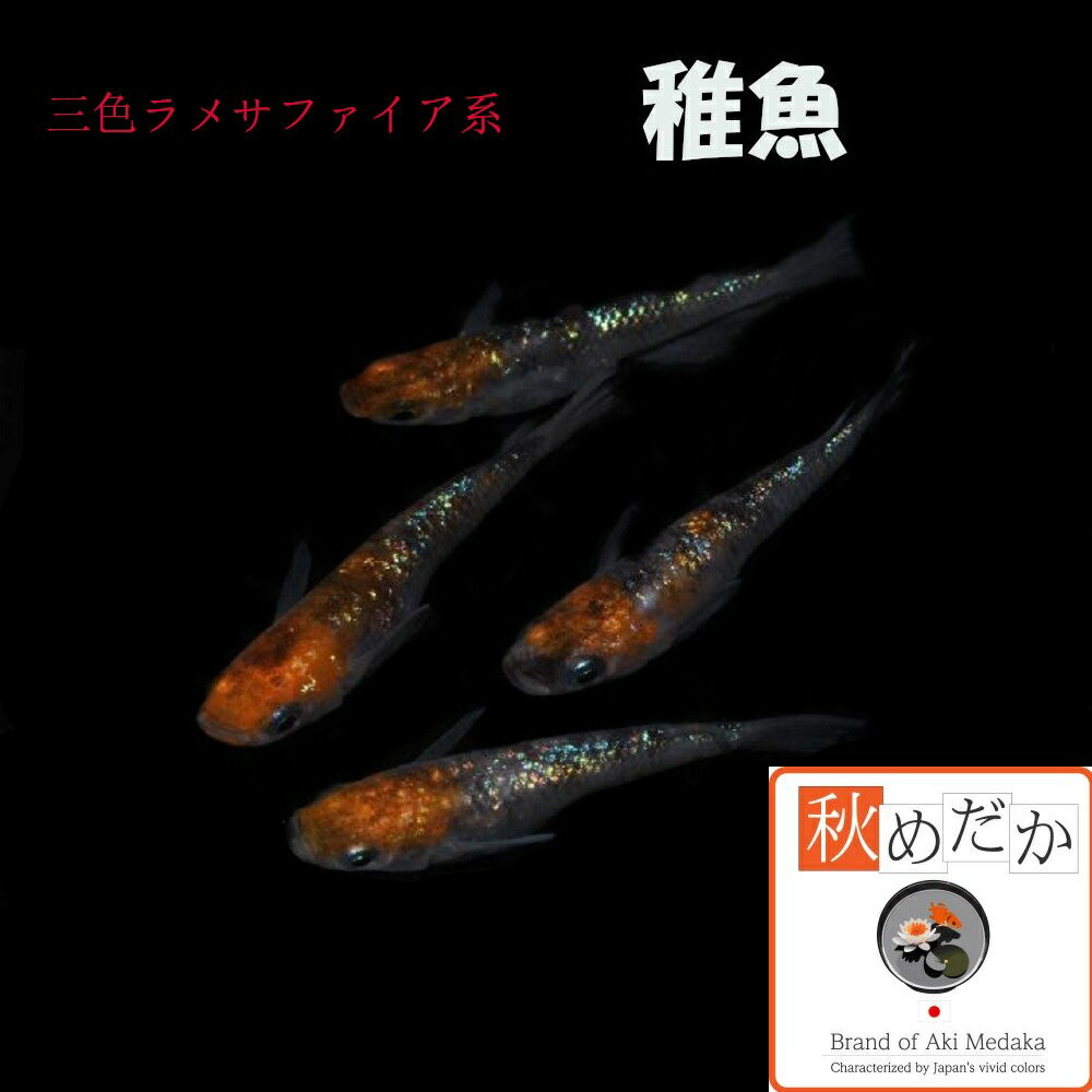 写真は、親レベルのメダカです。 稚魚(1～2cm)三色ラメサファイア系10匹無選別 生後2～3ヶ月位で育て易い大きさです。 ▼返品、交換、保証について 商品の返品及び交換は、承っておりません。 ただし、商品の発送にて死着した場合、商品到着後...