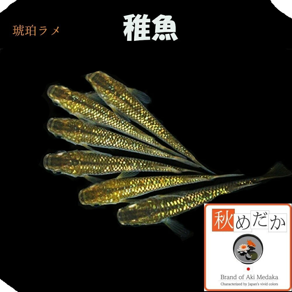 写真は、親レベルのメダカです。 稚魚(1～2cm)琥珀ラメ10匹無選別 生後2～3ヶ月位で育て易い大きさです。 ▼返品、交換、保証について 商品の返品及び交換は、承っておりません。 ただし、商品の発送にて死着した場合、商品到着後2時間以内に...