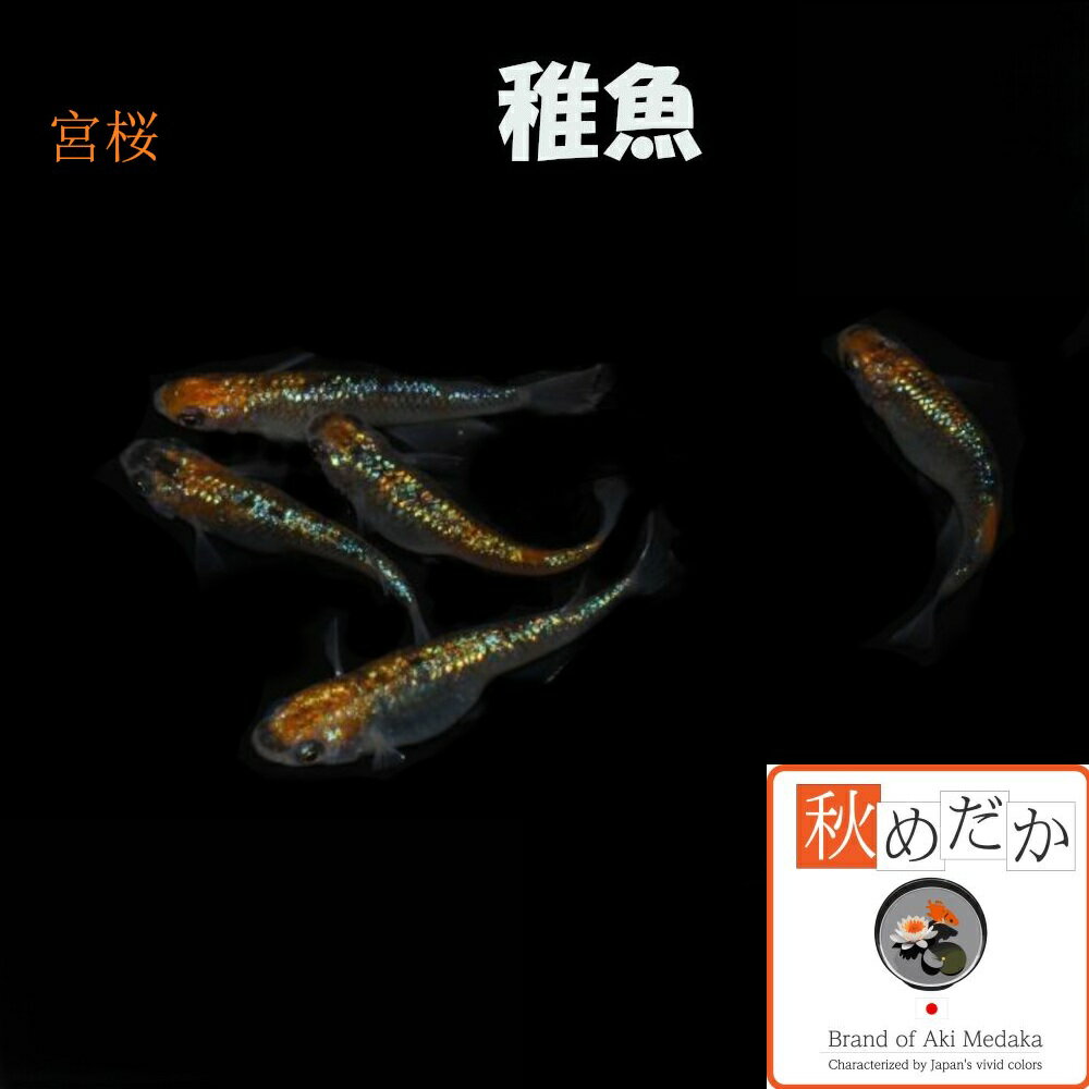 写真は、親レベルのメダカです。 稚魚(1～2cm) 宮桜 10匹 無選別 生後2～3ヶ月位で育て易い大きさです。 ▼返品、交換、保証について 商品の返品及び交換は、承っておりません。 ただし、商品の発送にて死着した場合、商品到着後2時間以内...
