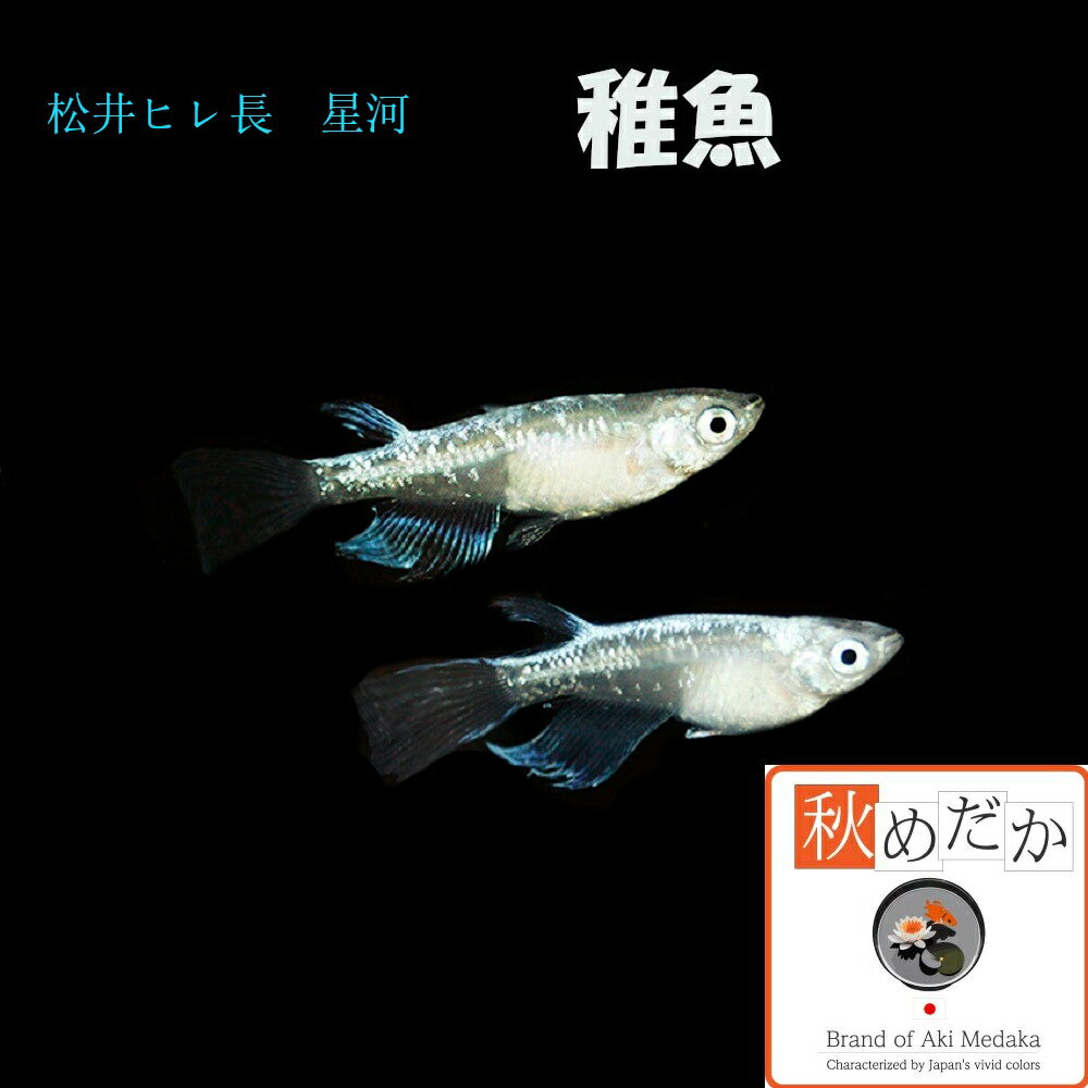 写真は、親レベルのメダカです。 稚魚(1～2cm)松井ヒレ長 星河10匹無選別 生後2～3ヶ月位で育て易い大きさです。 ▼返品、交換、保証について 商品の返品及び交換は、承っておりません。 ただし、商品の発送にて死着した場合、商品到着後2時...