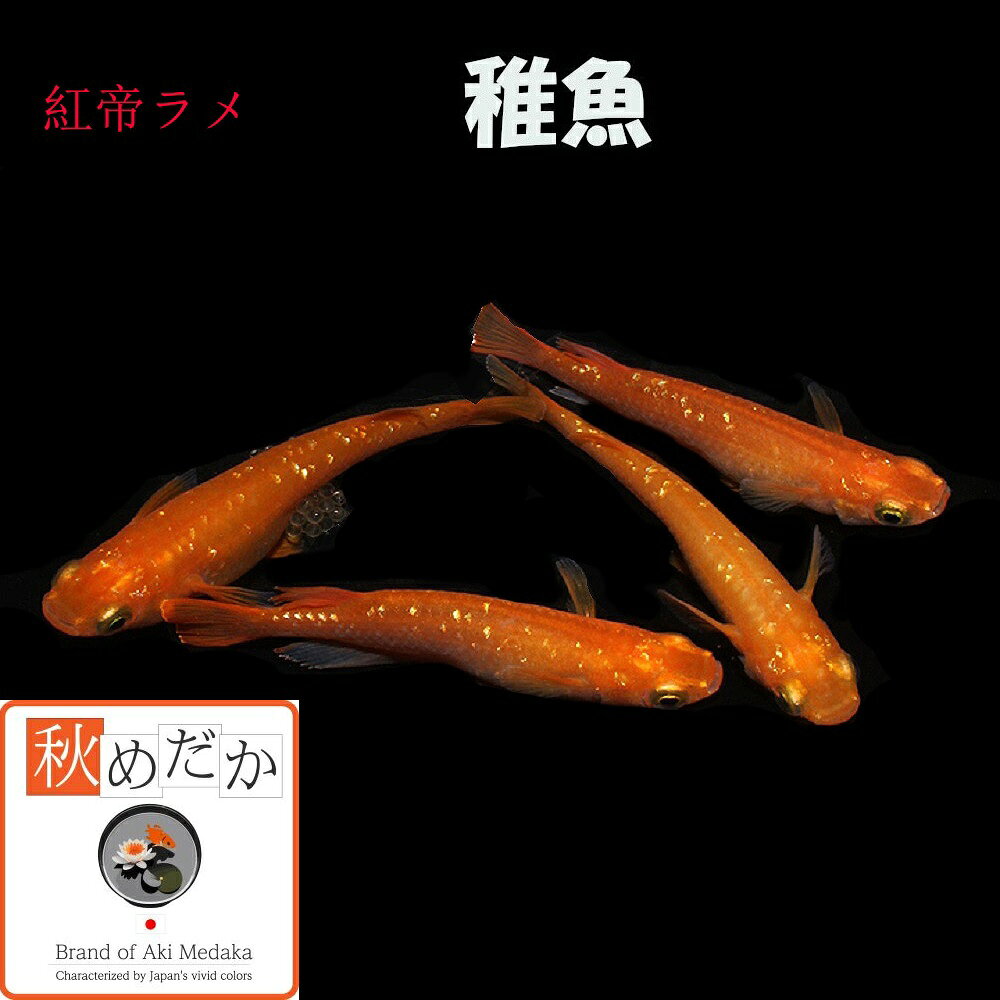 写真は、親レベルのメダカです。 稚魚(1～2cm)紅帝ラメ10匹無選別 生後2～3ヶ月位で育て易い大きさです。 ▼返品、交換、保証について 商品の返品及び交換は、承っておりません。 ただし、商品の発送にて死着した場合、商品到着後2時間以内に...