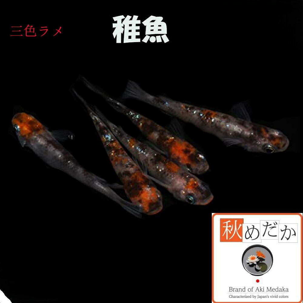 写真は、親レベルのメダカです。 稚魚(1～2cm)三色ラメ10匹無選別 生後2～3ヶ月位で育て易い大きさです。 ▼返品、交換、保証について 商品の返品及び交換は、承っておりません。 ただし、商品の発送にて死着した場合、商品到着後2時間以内に...