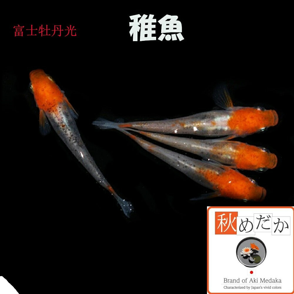 写真は、親レベルのメダカです。 稚魚(1～2cm)富士牡丹(光)10匹無選別 生後2～3ヶ月位で育て易い大きさです。 ▼返品、交換、保証について 商品の返品及び交換は、承っておりません。 ただし、商品の発送にて死着した場合、商品到着後2時間...
