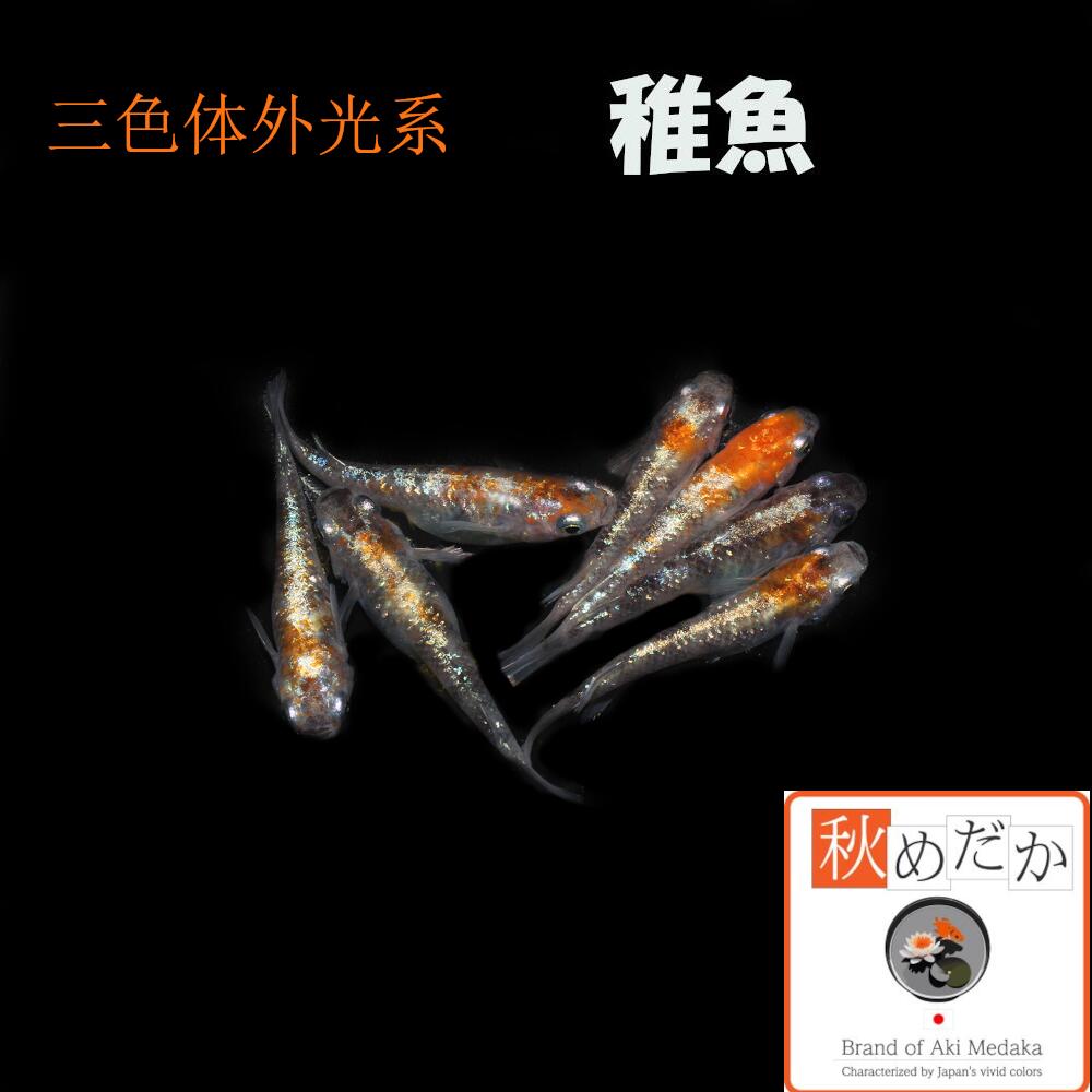 写真は、親レベルのメダカです。 稚魚(1～2cm)三色ラメ体外光系10匹無選別 生後2～3ヶ月位で育て易い大きさです。 ▼返品、交換、保証について 商品の返品及び交換は、承っておりません。 ただし、商品の発送にて死着した場合、商品到着後2時...