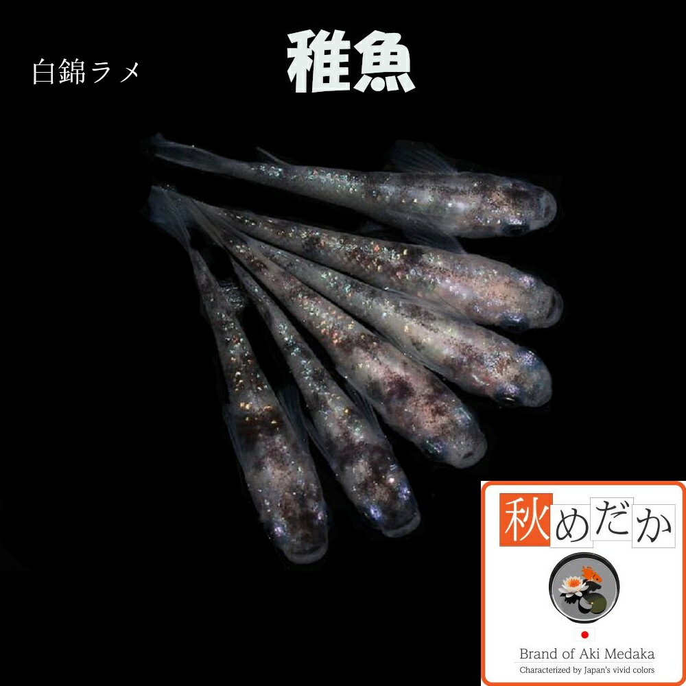 写真は、親レベルのメダカです。 稚魚(1～2cm)白錦ラメ10匹無選別 生後2～3ヶ月位で育て易い大きさです。 ▼返品、交換、保証について 商品の返品及び交換は、承っておりません。 ただし、商品の発送にて死着した場合、商品到着後2時間以内に...