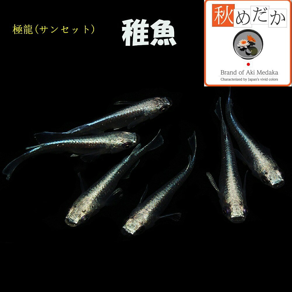 写真は、親レベルのメダカです。 稚魚(1～2cm)極龍(サンセット)10匹無選別 生後2～3ヶ月位で育て易い大きさです。 ▼返品、交換、保証について 商品の返品及び交換は、承っておりません。 ただし、商品の発送にて死着した場合、商品到着後2...