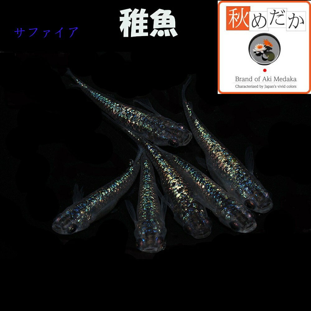 写真は、親レベルのメダカです。 稚魚(1～2cm)サファイア10匹無選別 生後2～3ヶ月位で育て易い大きさです。 ▼返品、交換、保証について 商品の返品及び交換は、承っておりません。 ただし、商品の発送にて死着した場合、商品到着後2時間以内...