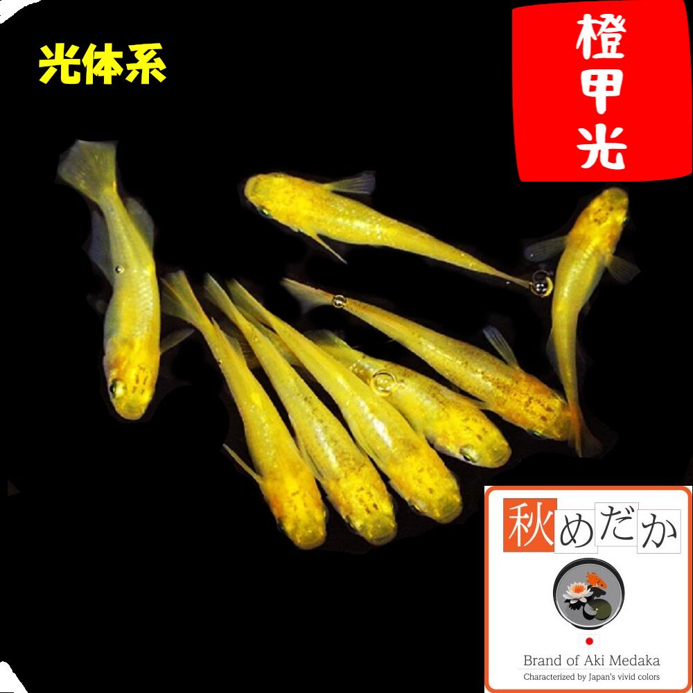 「秋めだかオリジナルメダカ」 橙甲光(だいだいこう)めだかの光体系2匹1ペア。 ML〜Lサイズ。 鼈甲メダカとクリアブラウン光との掛け合わせで出来たメダカです!　 鮮やかな黄金色が印象的な個性的な個体で、成長とともに黄金色も濃くなっていきま...