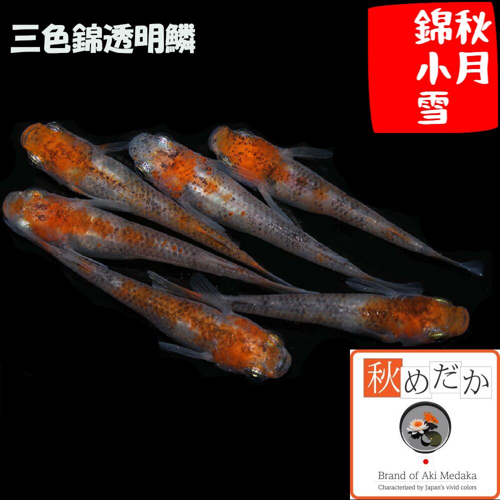 秋月錦小雪（三色錦透明鱗）の普通体系2匹1ペア。 ML〜Lサイズ。 オリジナルの三色メダカで改良を重ね、錦鯉のような芸術的な三色の色彩で飽きのこないメダカです。 ▼返品、交換、保証について 商品の返品及び交換は、承っておりません。 ただし、...