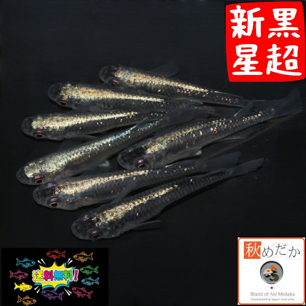黒超新星 6匹3ペアの販売です。 ML〜Lサイズです。 黒幹之と黒ラメ×黒ラメの掛け合わせで出来たメダカです。 黒い体色に美しいラメが輝き、特に体外光が際立っています。6匹3ペアのセットで提供され、淡水環境での飼育に適しています。水槽内での...