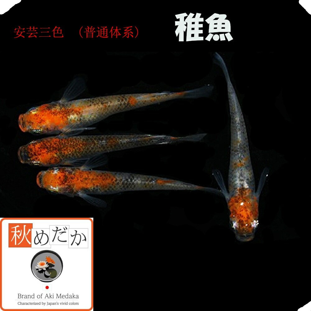 写真は、親レベルのメダカです。 稚魚(1～2cm)安芸三色10匹無選別 生後2～3ヶ月位で育て易い大きさです。 ▼返品、交換、保証について 商品の返品及び交換は、承っておりません。 ただし、商品の発送にて死着した場合、商品到着後2時間以内に...