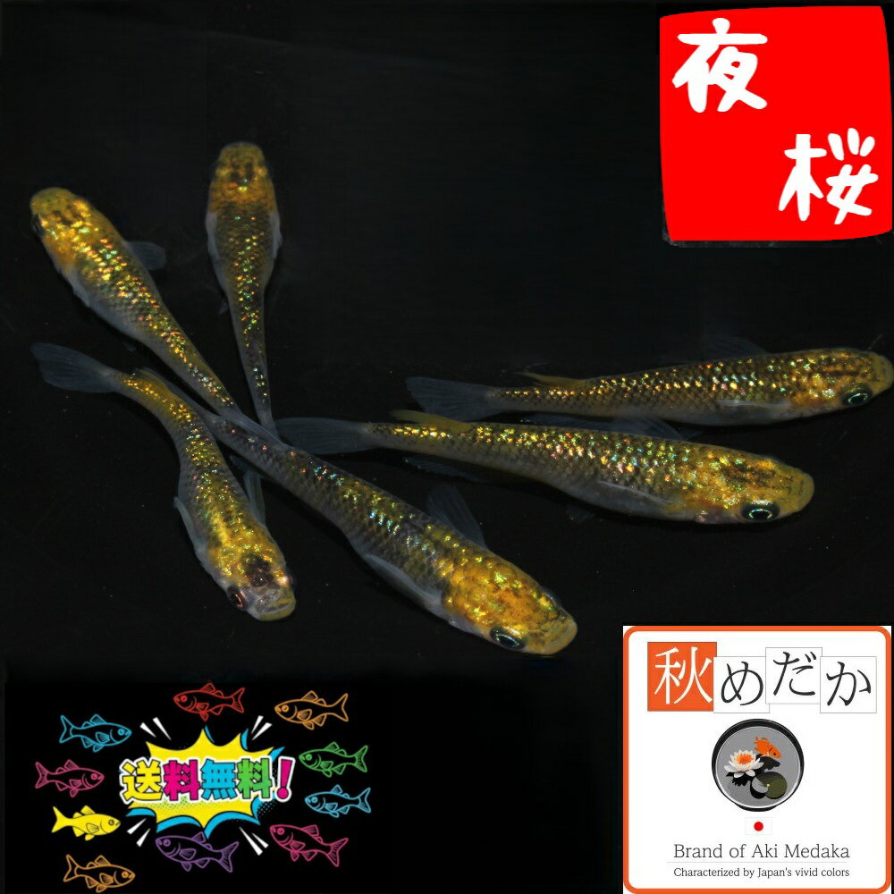 夜桜 普通体型 4匹 2ペア販売です。 ML〜Lサイズ。 夜桜メダカは、黄色に黒味がかった基調色にラメの光沢が美しく映える改良メダカです。この観賞魚は、特に黒色の容器で飼育することで、その美しさが一層引き立ちます。普通体型の成魚で、4匹2ペ...