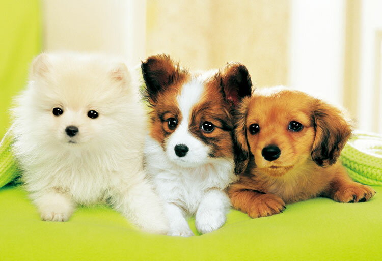 商品名わん わん わんこ ピース数300 ピースサイズ通常ピースサイズ サイズ26×38cm 品 番EPO-25-038 メーカーエポック社 商品説明ポメラニアン、パピヨン、ミニチュア・ダックスフンド 補 足【ジグソーパズル】【ペット・動物...