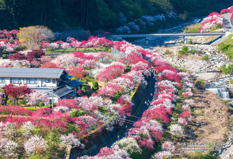 商品名長野県下伊那郡「阿智村 花桃の里」 ピース数300 ピースサイズ通常ピースサイズ サイズ26×38cm 品 番CUT-300-476 メーカーキューティーズ 商品説明シリーズ・日本の都市　ーパズルで日本を愉しむー 地元民だけが知ってい...