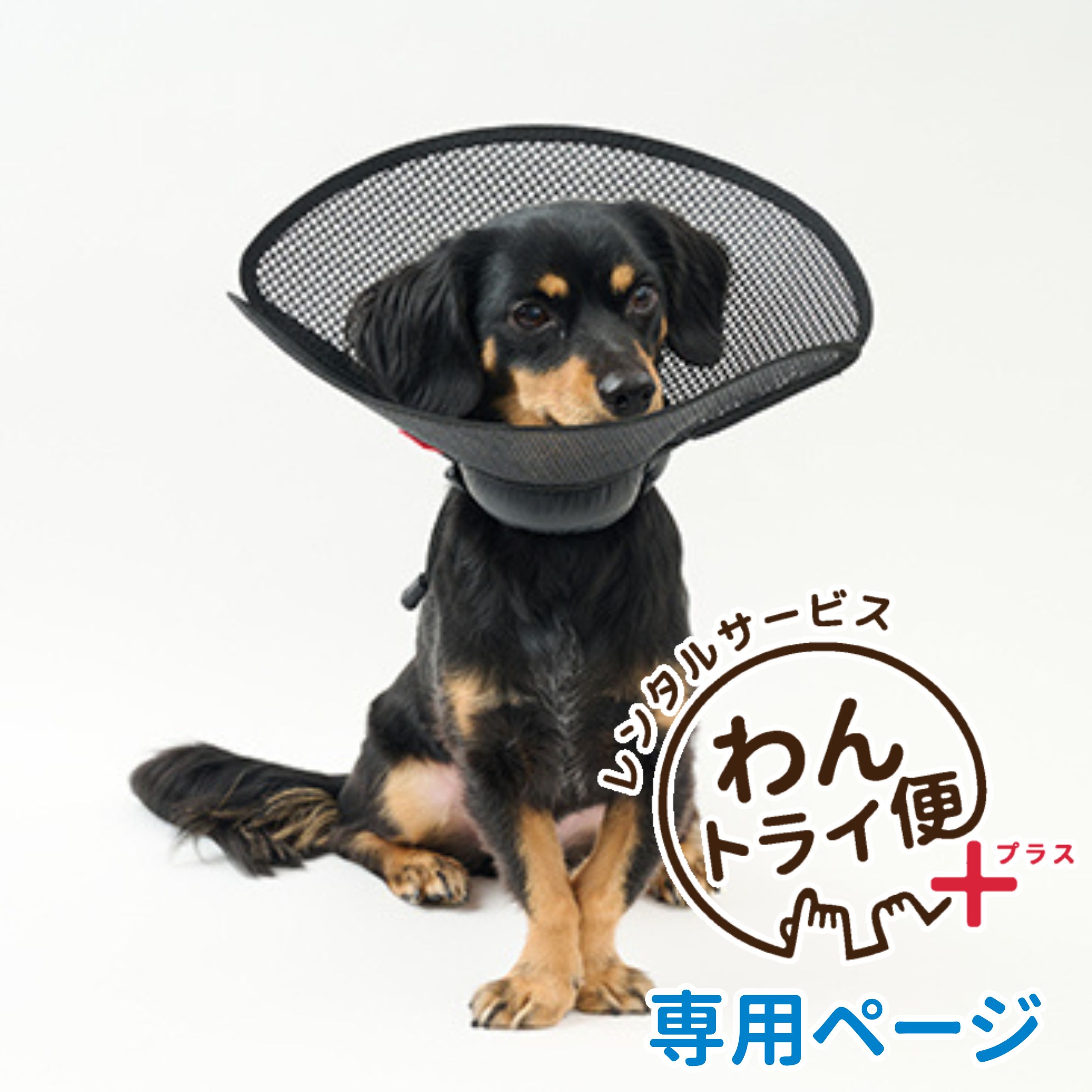 ちょっと使いたいときに　メッシュで軽やかのカラーが新発売！ こんなシーンにカラーがあると嬉しい！ ・動物病院での待合や診察時に緊張してしまう子に ・自宅シャンプーやドライヤー、爪切りの時に ・手術後や介護のサポートアイテムとして ・拾い食い...