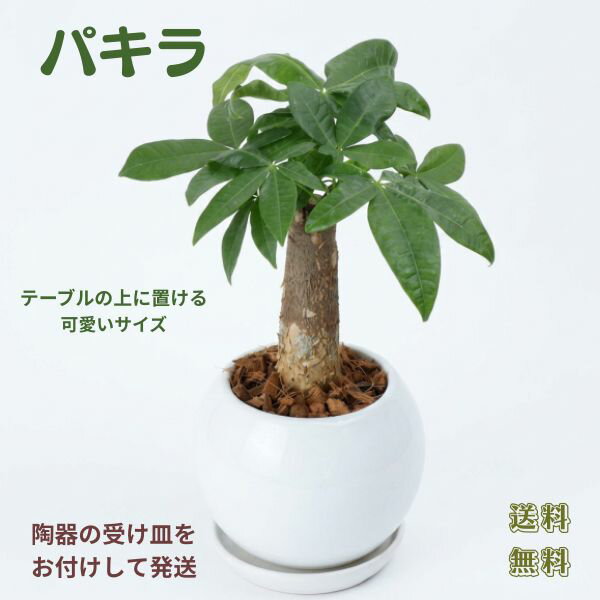 商品情報樹種【観葉植物】　パキラ　陶器丸鉢　陶器のお皿付サイズ高さ約22センチ横幅約15センチ注意点お水のやりすぎにご注意くださいラッピング贈り物にご注文時はラッピングを無料で承ります。メッセージカード無料。ご希望のメッセージを備考欄にご入...