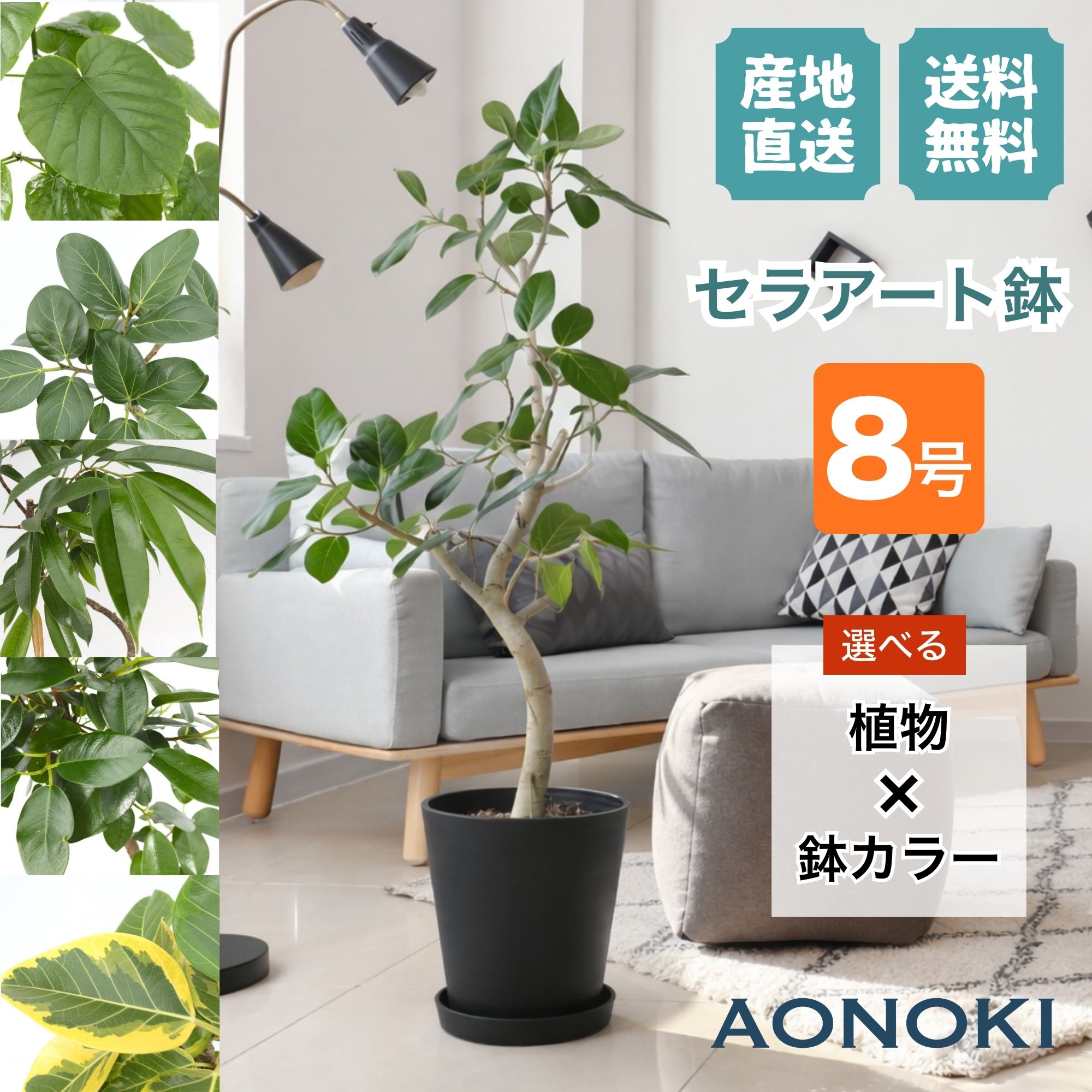 AONOKIのゴムの木は、沖縄の豊かな自然の中で育てられた元気な観葉植物です。自社で生産しているため、品質には自信があります！選別を行い、写真のイメージに近いものをお届けするので、安心してお買い求めいただけますよ。植え替えや防虫処理はプロが...