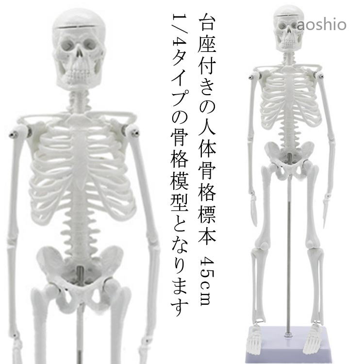 台座付きの人体骨格標本 45cm 1/4タイプの骨格模型となります。簡単に組立できるキットとなっており、教育用や学生の学習用教材として、全身骨格となります。45cm小型なので勉強会や講演会などにも持ち運び可能となります。壊れにくく軽いのが特...