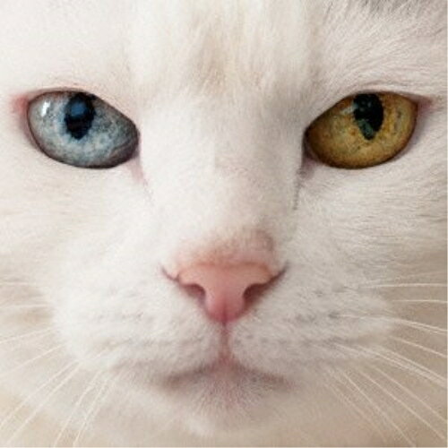 月と太陽 (CD+DVD)ケツメイシけつめいし　発売日 : 2013年5月22日　種別 : CD　JAN : 4988064487202　商品番号 : AVCD-48720【商品紹介】ケツメイシの半年ぶり(2013年時)となるシングル。テレ...