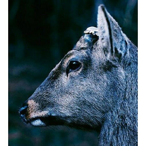 the book about my idle plot on a vague anxietytoeトー とー　発売日 : 2012年6月20日　種別 : CD　JAN : 4582336900064　商品番号 : XQIF-1005【商品紹...
