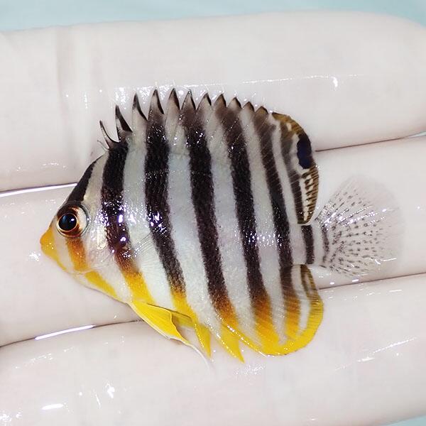 販売名 シマヤッコ 飼育難易度 普通 餌付け状態 活ブライン食べてます。 画像 現物画像 検索ワード：シマヤッコ ◇◇◇　生体送料の計算　◇◇◇ ご購入金額の合計が11,000円（税込）以下の場合 全国一律配送料金　1,300円 ※特例地域...