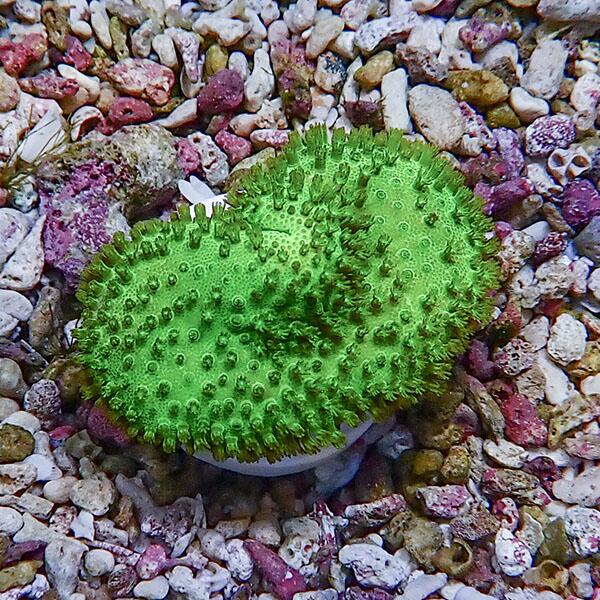 販売名 ウミキノコ 飼育難易度 普通 画像 現物個体 ◇◇◇　生体送料の計算　◇◇◇ ご購入金額の合計が11,000円（税込）以下の場合 全国一律配送料金　1,300円 ※特例地域：北海道　4,600円、沖縄県　5,940円 -タイムサービ...