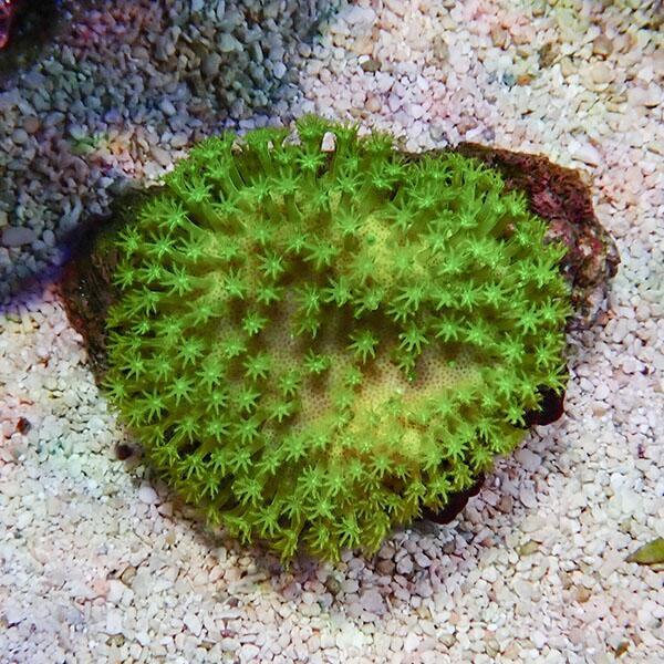 販売名 ウミキノコ 飼育難易度 普通 画像 現物個体 ◇◇◇　生体送料の計算　◇◇◇ ご購入金額の合計が11,000円（税込）以下の場合 全国一律配送料金　1,300円 ※特例地域：北海道　4,600円、沖縄県　5,940円 -タイムサービ...