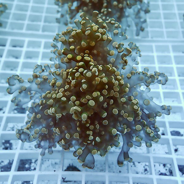 販売名 タコアシサンゴ 飼育難易度 普通 画像 現物個体 ◇◇◇　生体送料の計算　◇◇◇ ご購入金額の合計が11,000円（税込）以下の場合 全国一律配送料金　1,300円 ※特例地域：北海道　4,600円、沖縄県　5,940円 -タイムサ...