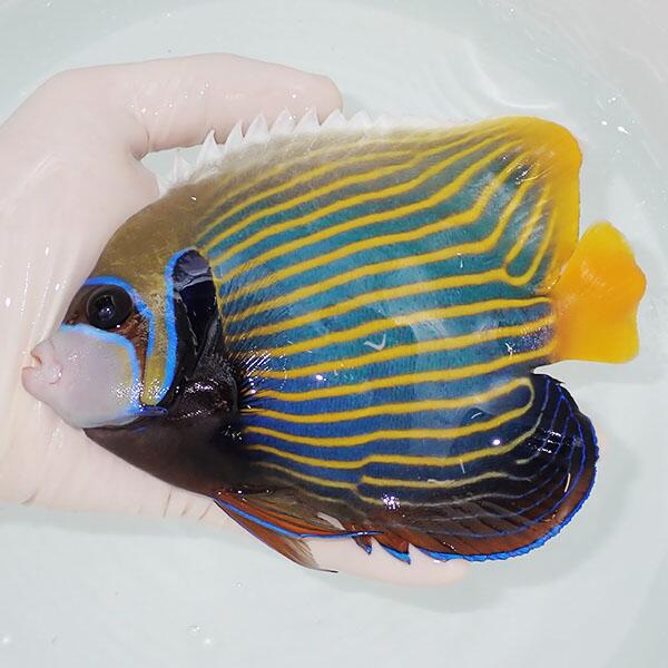 販売名 タテジマキンチャクダイ 飼育難易度 普通 餌付け状態 餌付け未 画像 現物画像 検索ワード：タテキン検索ワード：現物生体 ◇◇◇　生体送料の計算　◇◇◇ ご購入金額の合計が11,000円（税込）以下の場合 全国一律配送料金　1,30...