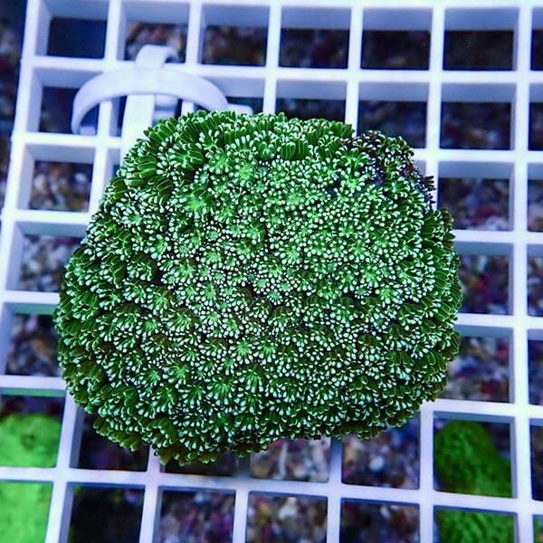 販売名 アワサンゴ サイズ 白い格子が1.5cmの正方形になります。サイズの目安として参照してください。 飼育難易度 普通 画像 現物個体 ◇◇◇　生体送料の計算　◇◇◇ ご購入金額の合計が11,000円（税込）以下の場合 全国一律配送料金...