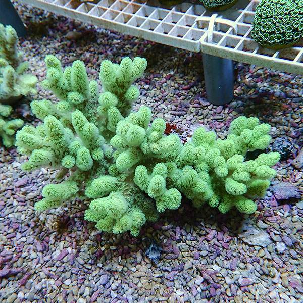 販売名 トサカ .sp 飼育難易度 普通 画像 現物個体 ◇◇◇　生体送料の計算　◇◇◇ ご購入金額の合計が11,000円（税込）以下の場合 全国一律配送料金　1,300円 ※特例地域：北海道　4,600円、沖縄県　5,940円 -タイムサ...