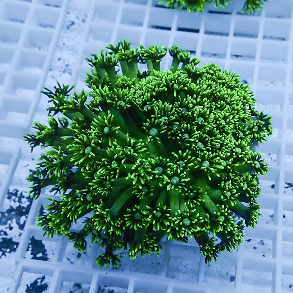 販売名 コモチハナガサ サイズ 白い台の□が=1.4cmになります。サイズの参考にしてください。 飼育難易度 普通 画像 現物個体 ◇◇◇　生体送料の計算　◇◇◇ ご購入金額の合計が11,000円（税込）以下の場合 全国一律配送料金　1,3...
