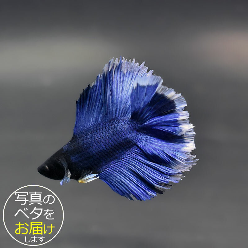 ベタはタイ原産の熱帯魚で、別名「闘魚」とも呼ばれています。 古くから観賞用や賭け事などで親しまれているペットフィッシュです。 ベタの大きな特徴の一つとしてラビリンス器官(補助呼吸器官)があげられます。 空気中の酸素を口から取り込み、器官を通...