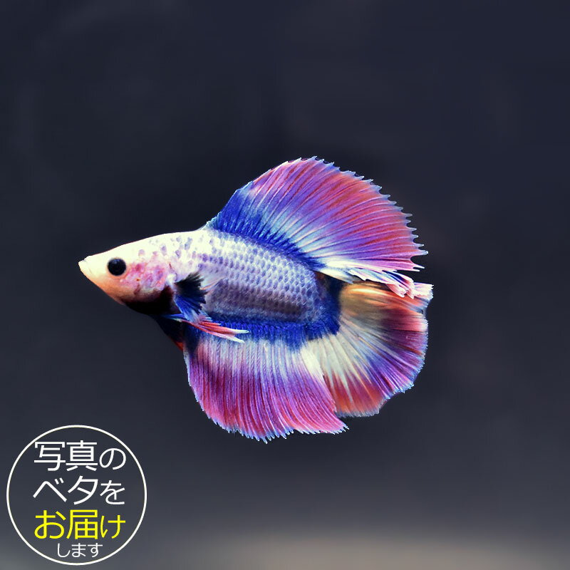 ベタはタイ原産の熱帯魚で、別名「闘魚」とも呼ばれています。 古くから観賞用や賭け事などで親しまれているペットフィッシュです。 ベタの大きな特徴の一つとしてラビリンス器官(補助呼吸器官)があげられます。 空気中の酸素を口から取り込み、器官を通...