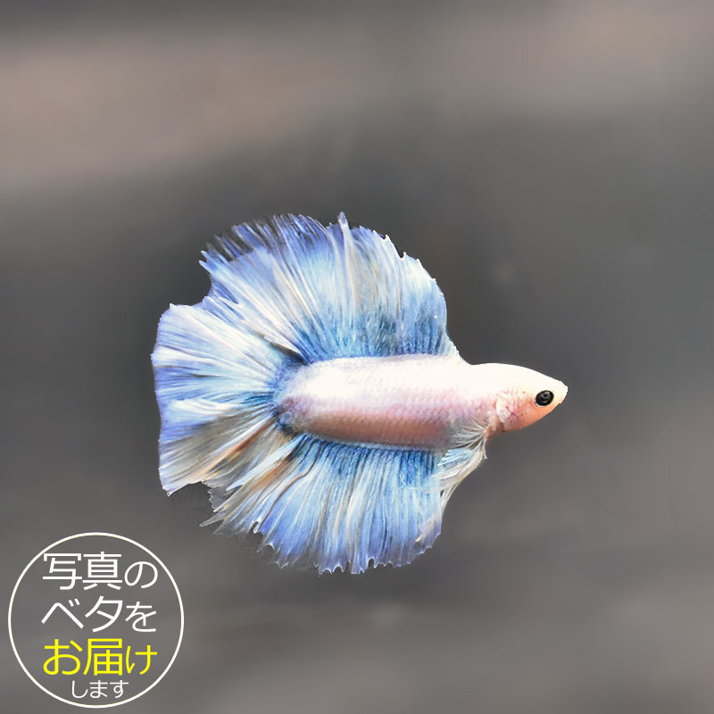 ベタはタイ原産の熱帯魚で、別名「闘魚」とも呼ばれています。 古くから観賞用や賭け事などで親しまれているペットフィッシュです。 ベタの大きな特徴の一つとしてラビリンス器官(補助呼吸器官)があげられます。 空気中の酸素を口から取り込み、器官を通...