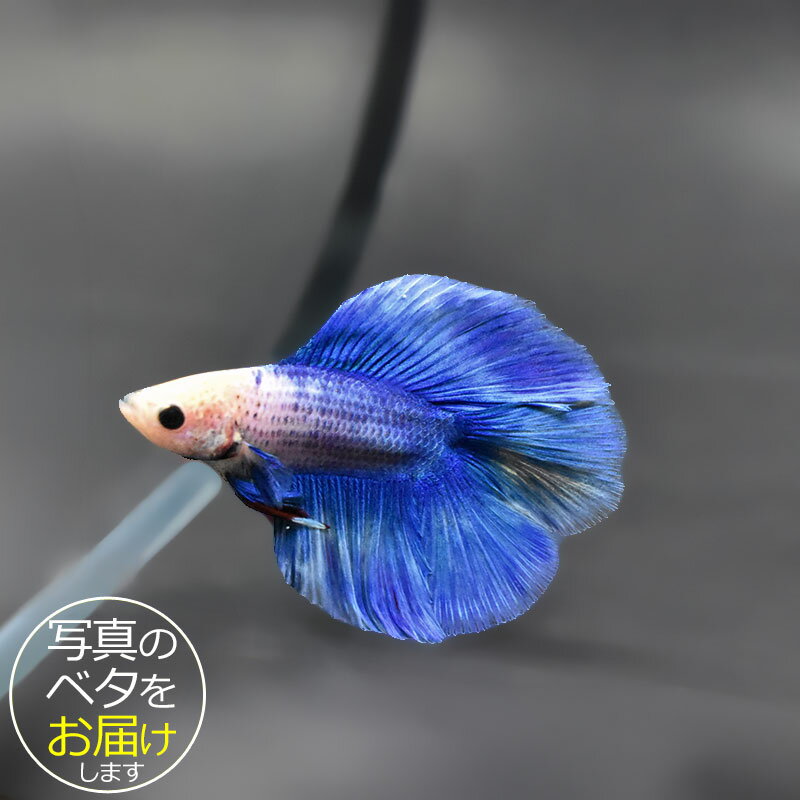 ベタはタイ原産の熱帯魚で、別名「闘魚」とも呼ばれています。 古くから観賞用や賭け事などで親しまれているペットフィッシュです。 ベタの大きな特徴の一つとしてラビリンス器官(補助呼吸器官)があげられます。 空気中の酸素を口から取り込み、器官を通...