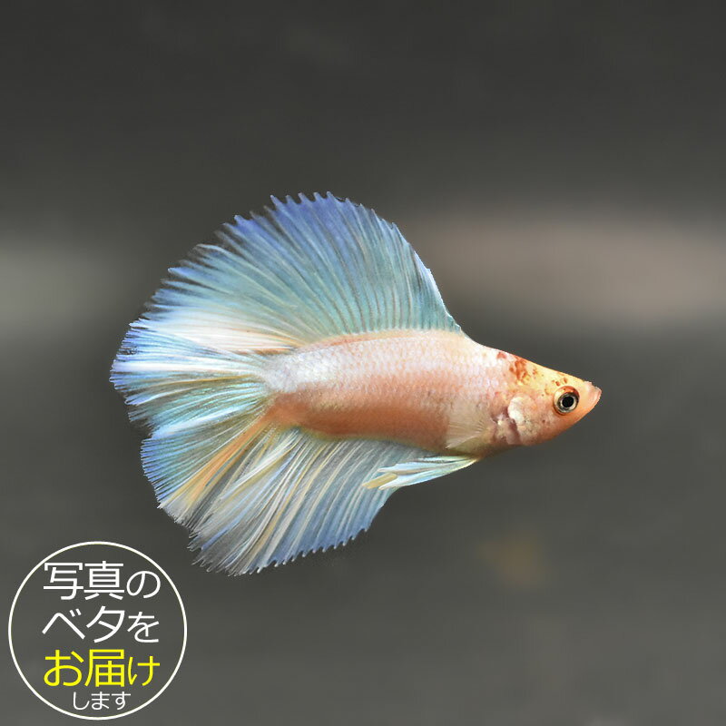 ベタはタイ原産の熱帯魚で、別名「闘魚」とも呼ばれています。 古くから観賞用や賭け事などで親しまれているペットフィッシュです。 ベタの大きな特徴の一つとしてラビリンス器官(補助呼吸器官)があげられます。 空気中の酸素を口から取り込み、器官を通...