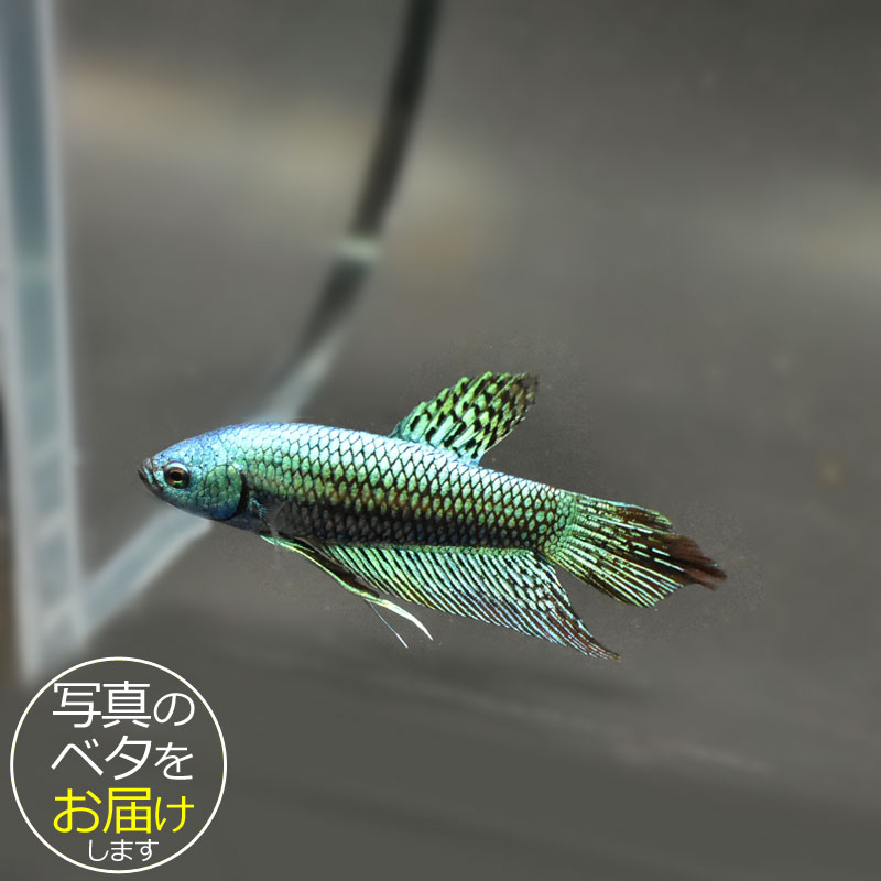 ベタはタイ原産の熱帯魚で、別名「闘魚」とも呼ばれています。 古くから観賞用や賭け事などで親しまれているペットフィッシュです。 ベタの大きな特徴の一つとしてラビリンス器官(補助呼吸器官)があげられます。 空気中の酸素を口から取り込み、器官を通...