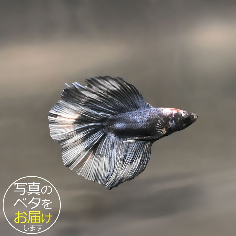 ベタはタイ原産の熱帯魚で、別名「闘魚」とも呼ばれています。 古くから観賞用や賭け事などで親しまれているペットフィッシュです。 ベタの大きな特徴の一つとしてラビリンス器官(補助呼吸器官)があげられます。 空気中の酸素を口から取り込み、器官を通...
