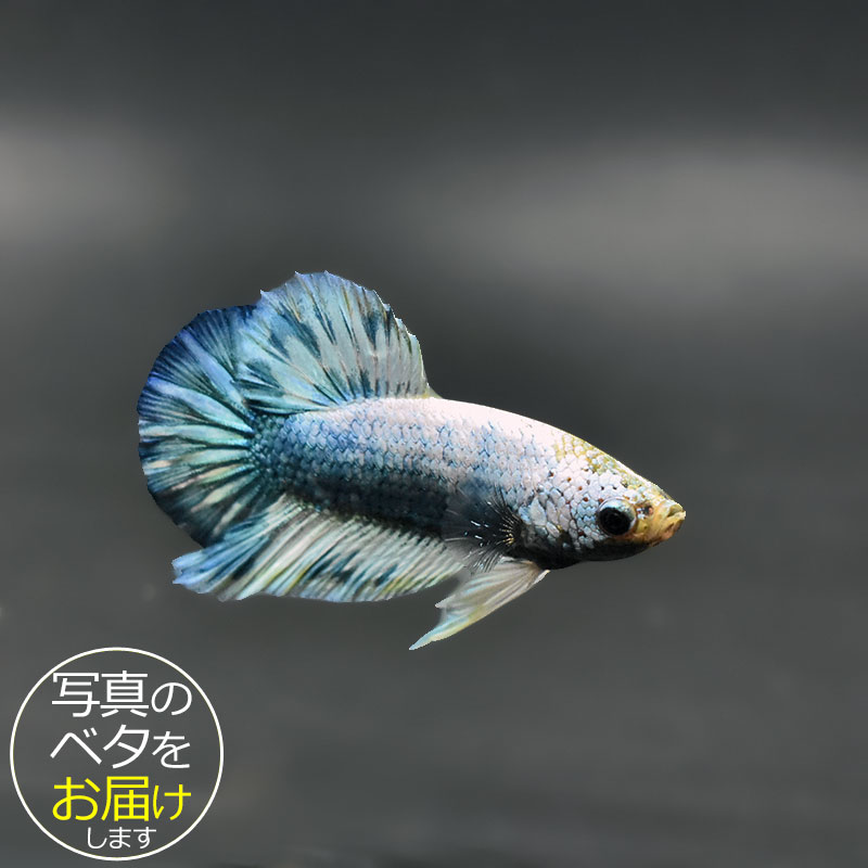 ベタはタイ原産の熱帯魚で、別名「闘魚」とも呼ばれています。 古くから観賞用や賭け事などで親しまれているペットフィッシュです。 ベタの大きな特徴の一つとしてラビリンス器官(補助呼吸器官)があげられます。 空気中の酸素を口から取り込み、器官を通...
